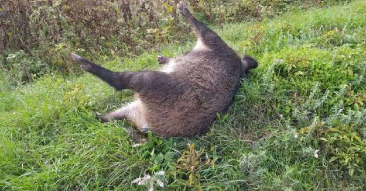 Incidente con il cinghiale, danni da oltre 3mila euro al camion: "La regione Marche dovrà ...