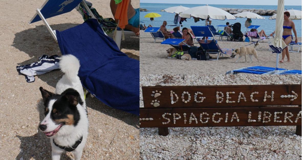 "A Porto Recanati la dog beach più bella della riviera": in spiaggia a ...