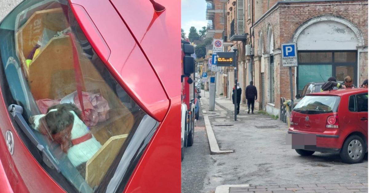 Macerata, dimentica le chiavi in auto con i cani a bordo: intervengono ...