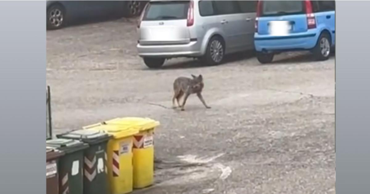 Lupo avvistato (nuovamente) a Recanati: l’animale si aggira tra ...